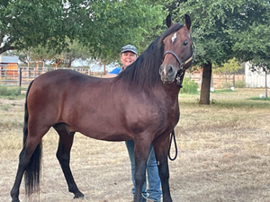 The Lippitt Club, Lippit Morgan Stallion Listing